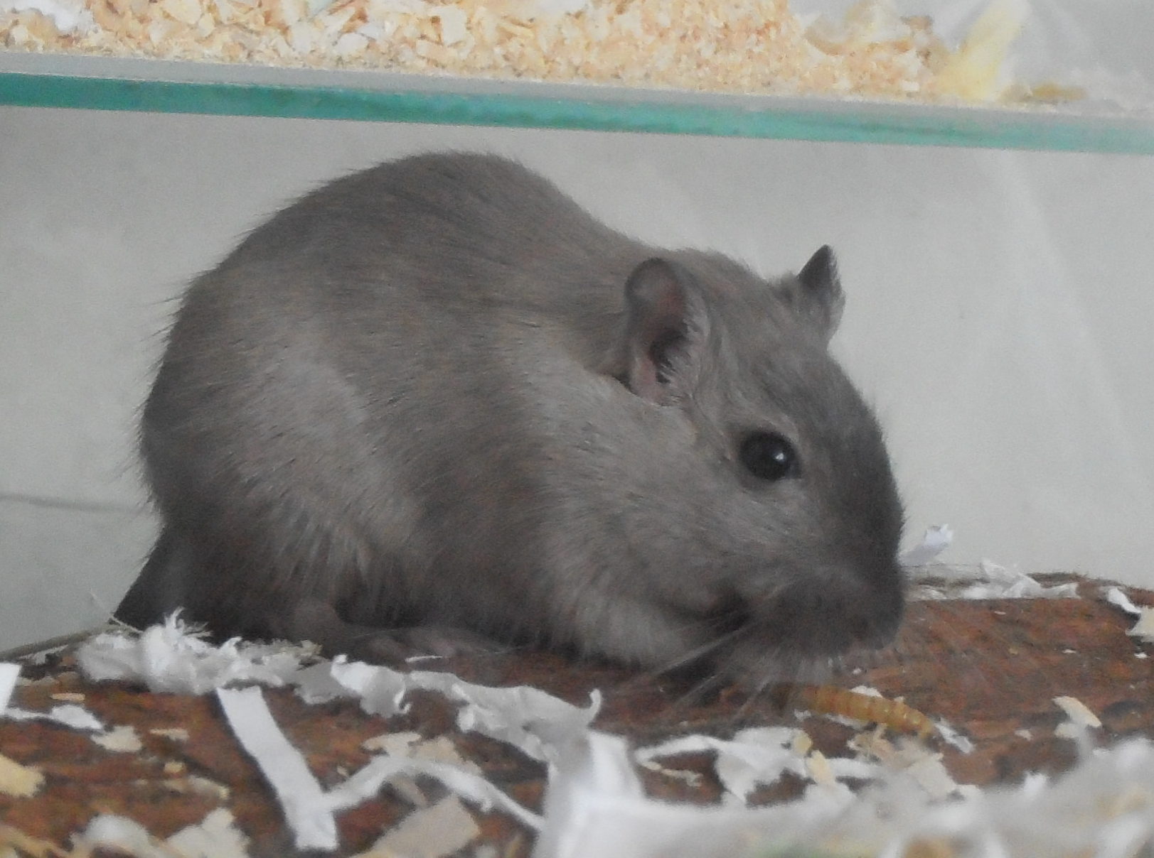 Gerbil Colors – Burmese – Rodent Zone