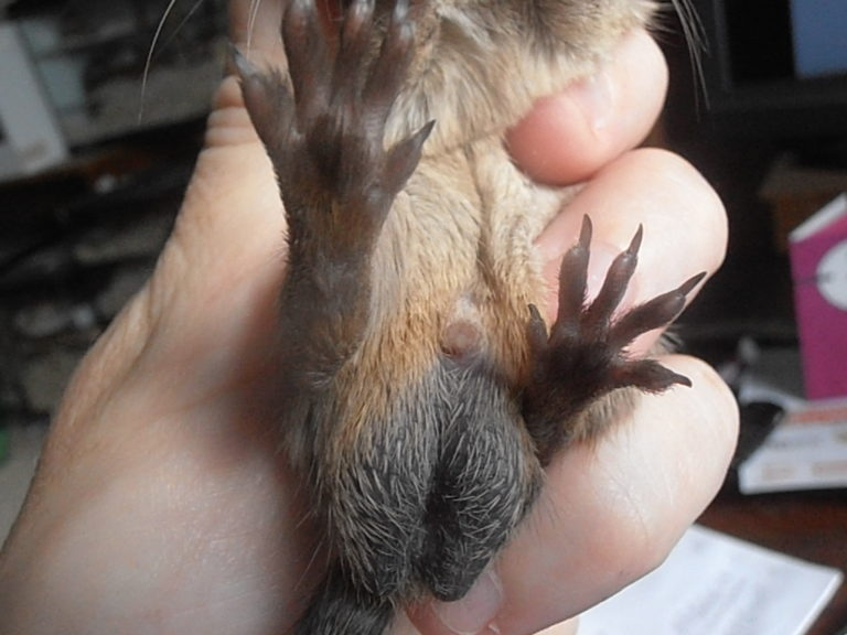 Gerbil Care 101 – Before You Buy… – Rodent Zone