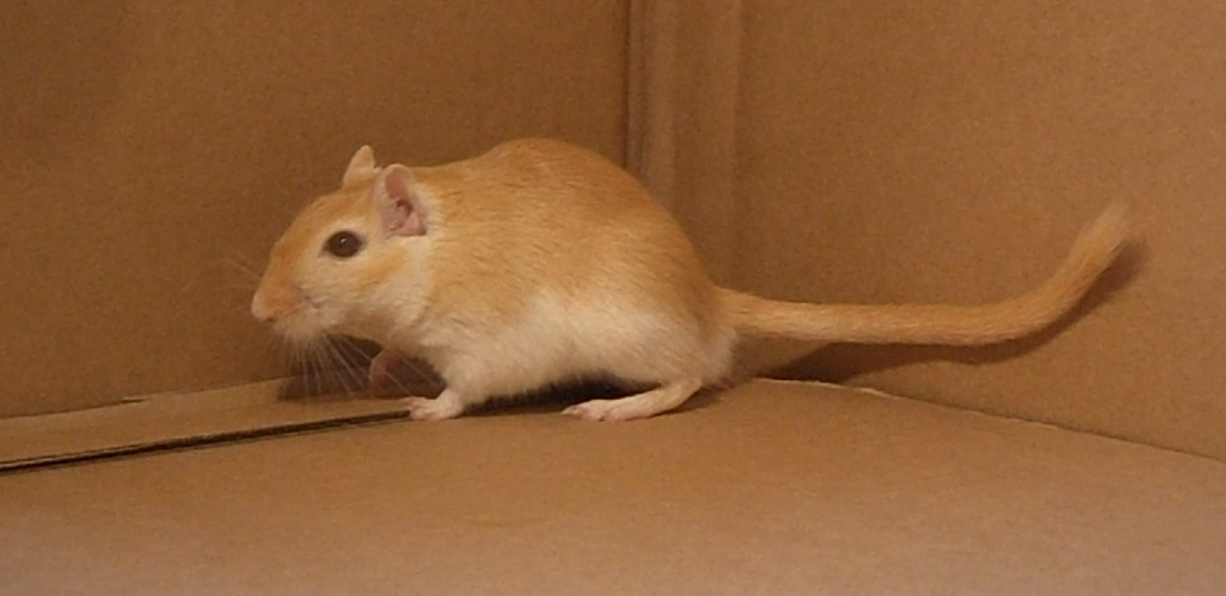 Rodent Fancies – Your First Gerbil Show – Rodent Zone
