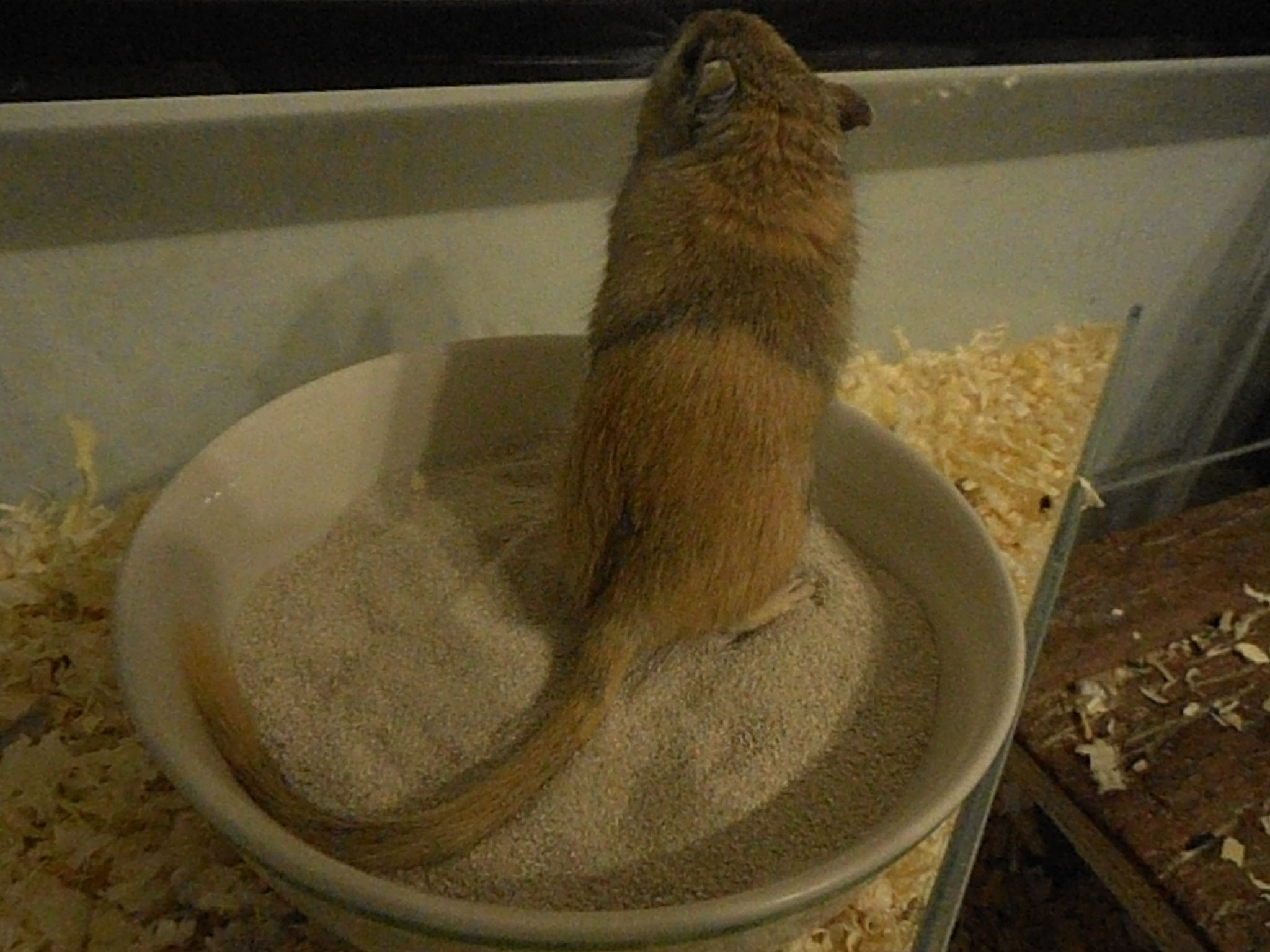 How to Take Care Of A Gerbil – The Nice Touches – Rodent Zone