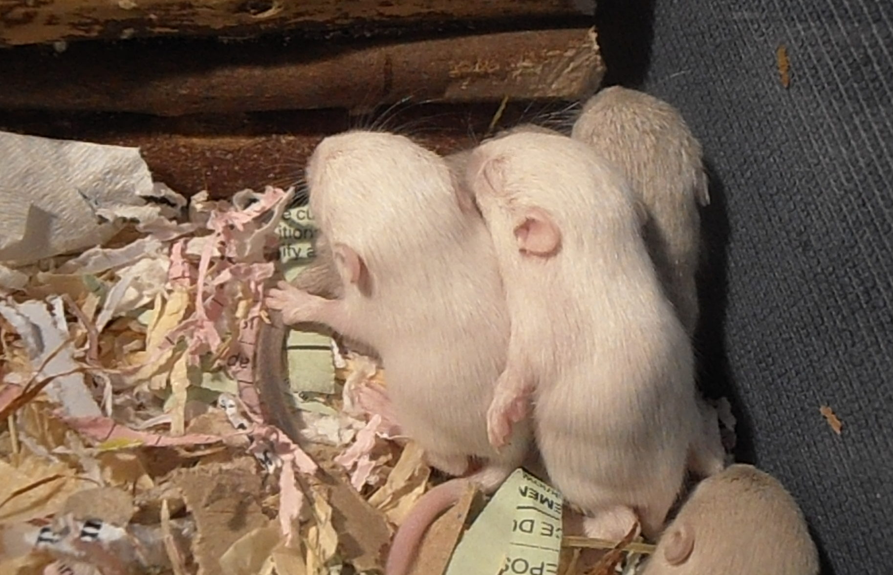 Gerbil Colors – Burmese – Rodent Zone