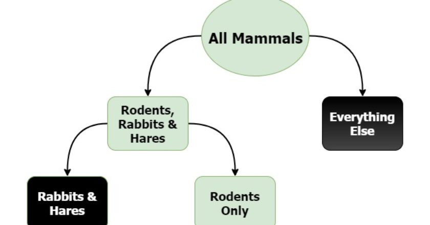 Types of Gerbil – Rodent Zone