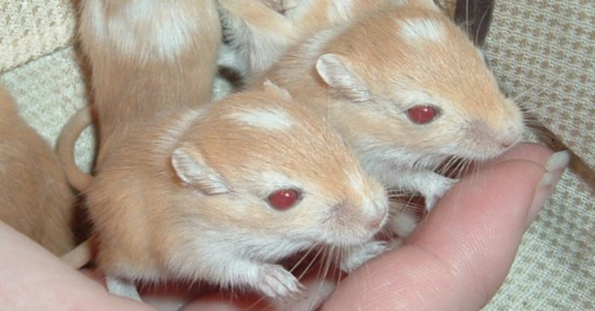 Gerbil Genetics – Rodent Zone