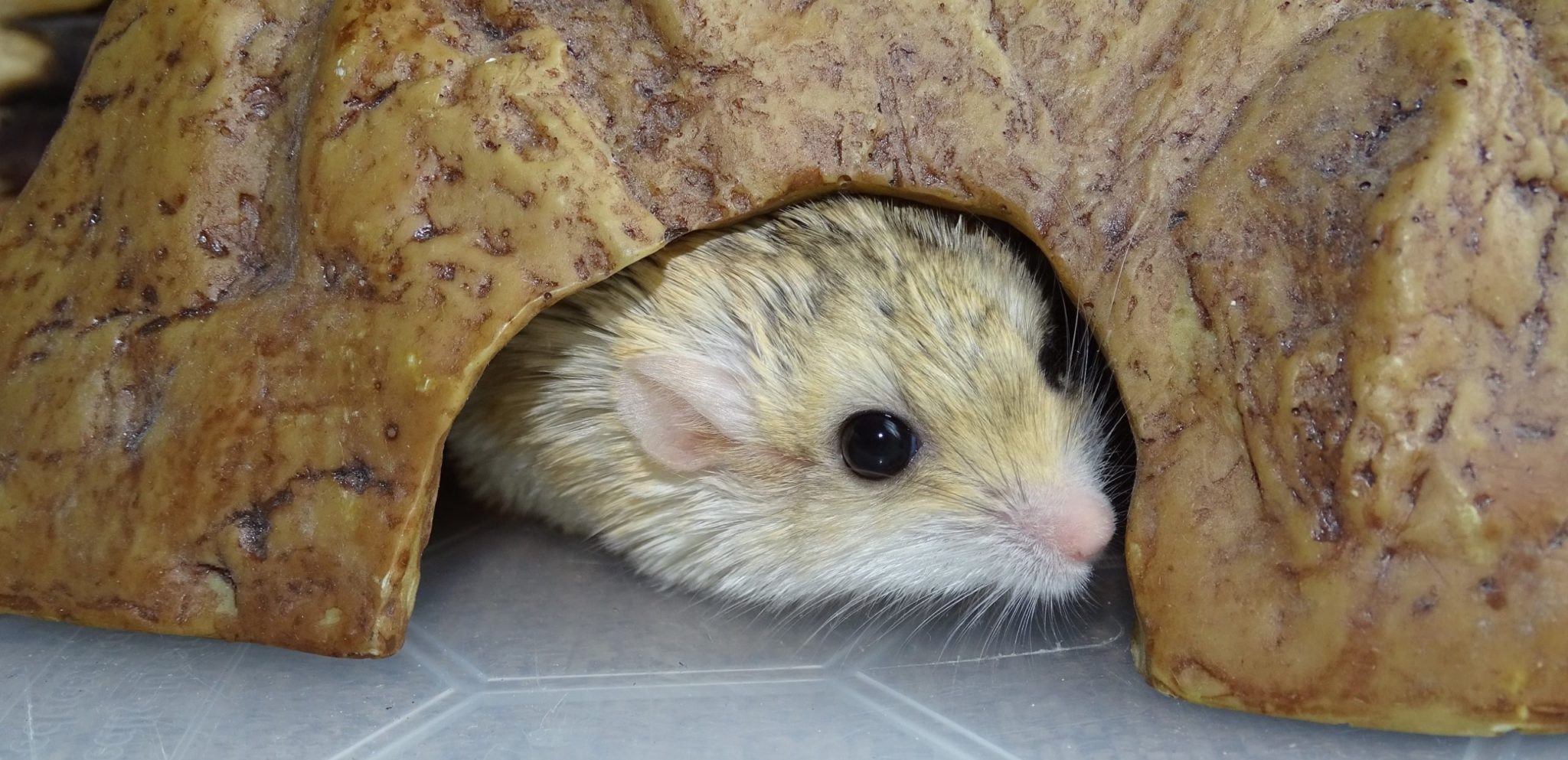 Do Fat-Tailed Gerbils Live Alone Or In Pairs? – Rodent Zone